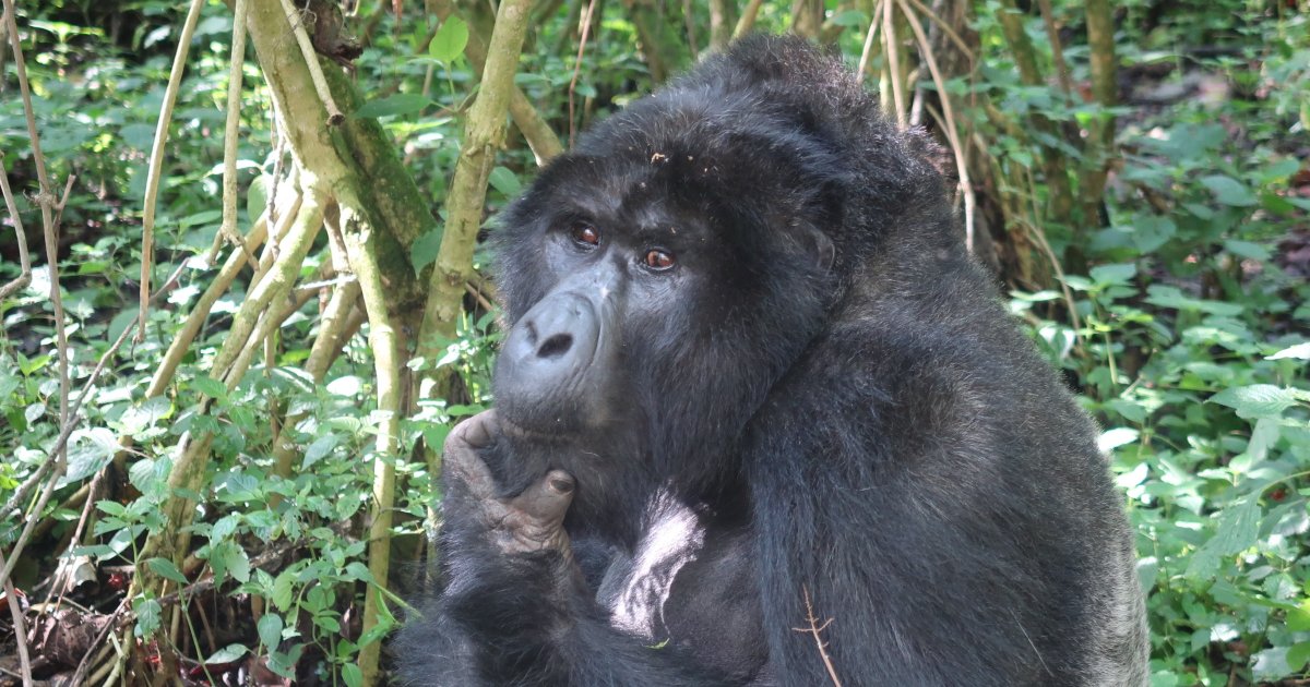 GORILLA IN ITALIANO | Viaggitribali