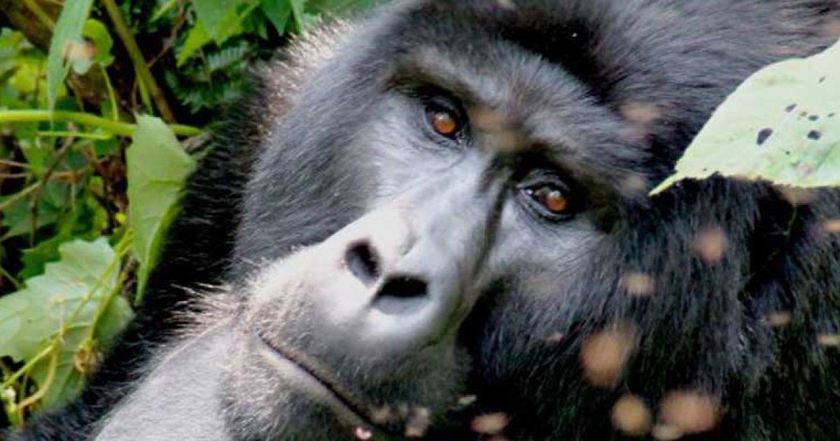 Il Gorilla di Montagna in Uganda